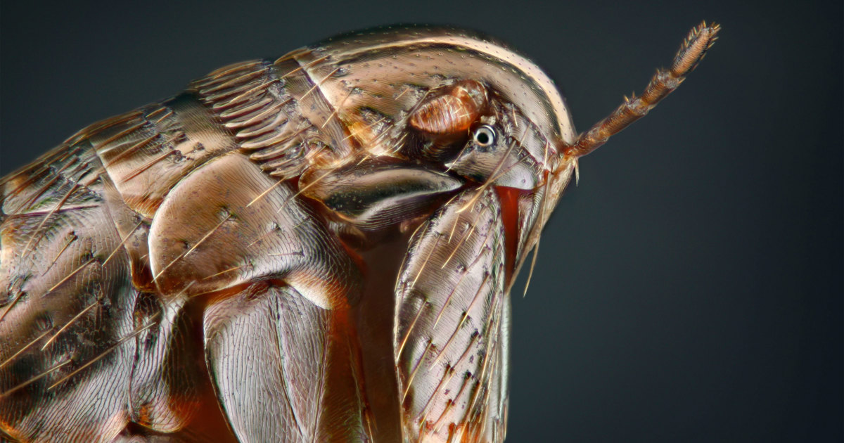 Lintukirppu innostuu tärinästä – ja sen purema vaivaa vasta yöllä | OP ...